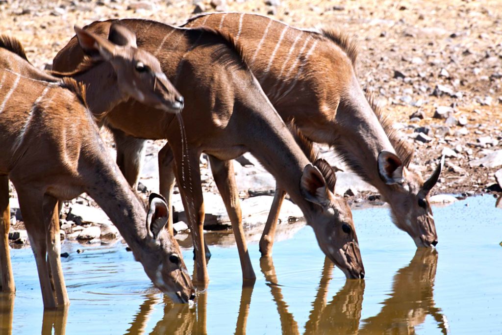 Halali Resort - Namibia Wildlife Resorts