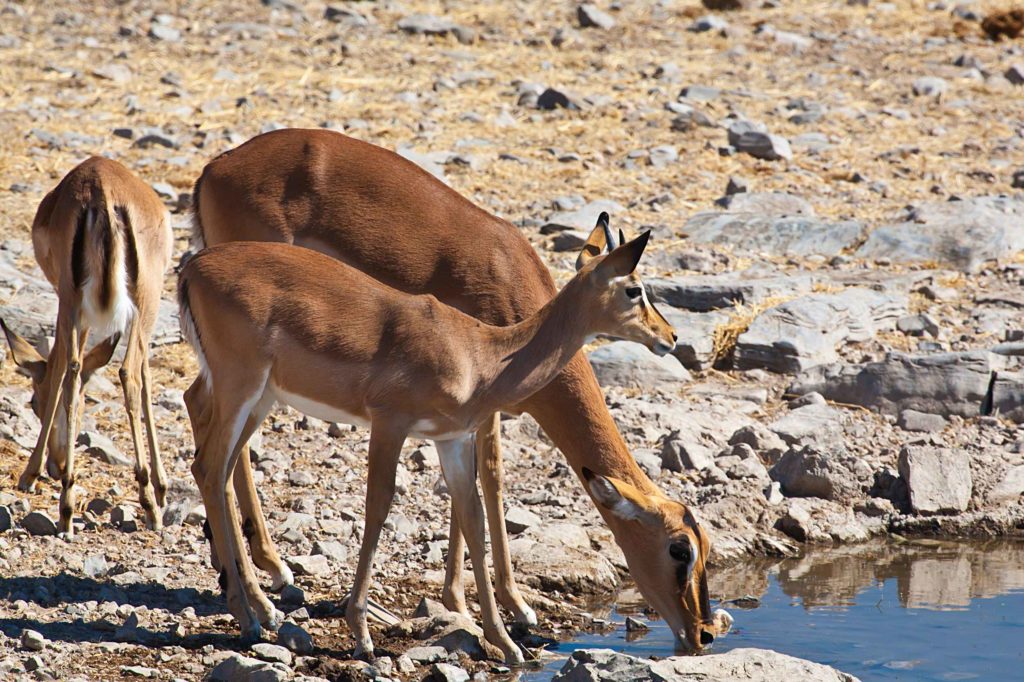 Halali Resort - Namibia Wildlife Resorts