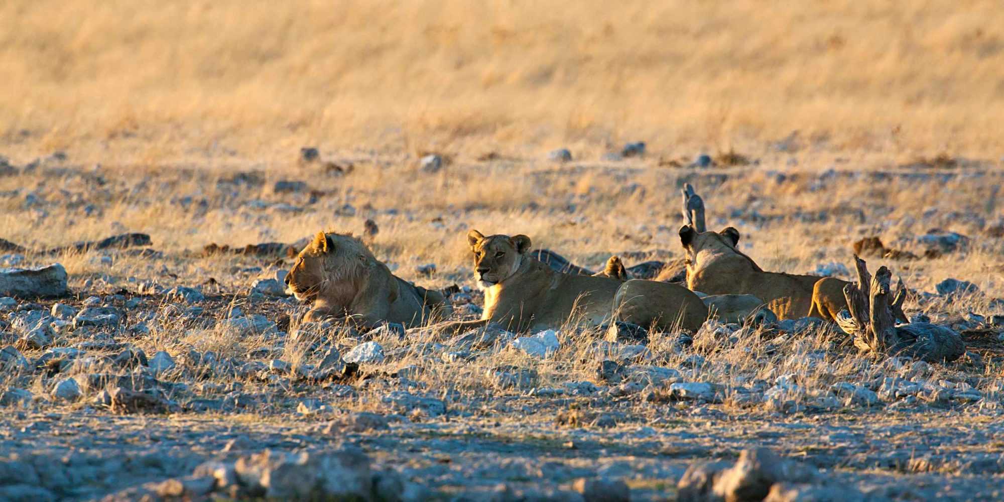 Halali Resort - Namibia Wildlife Resorts