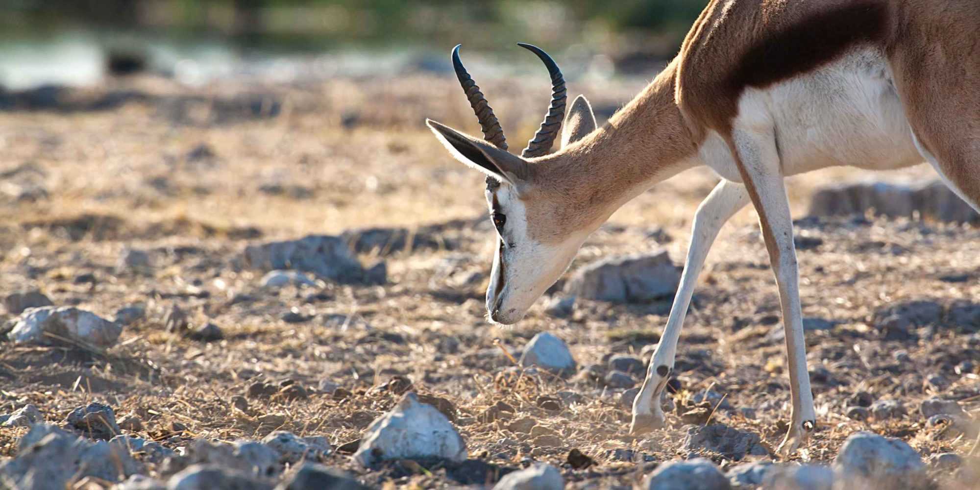 Halali Resort - Namibia Wildlife Resorts