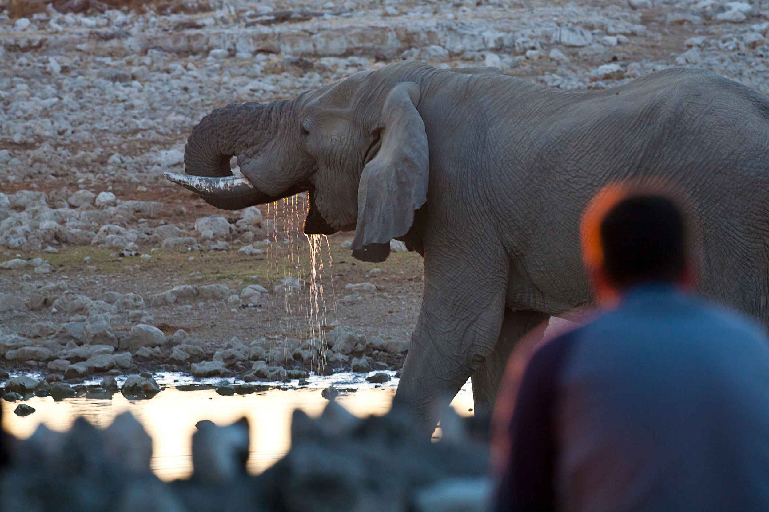 NWR launches live waterhole camera in Etosha - Namibia Wildlife Resorts