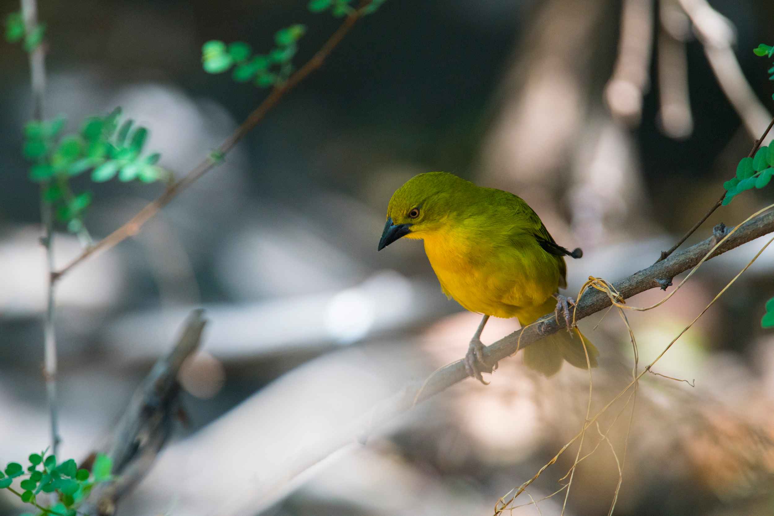 NamLeisure Cards - Namibia Wildlife Resorts