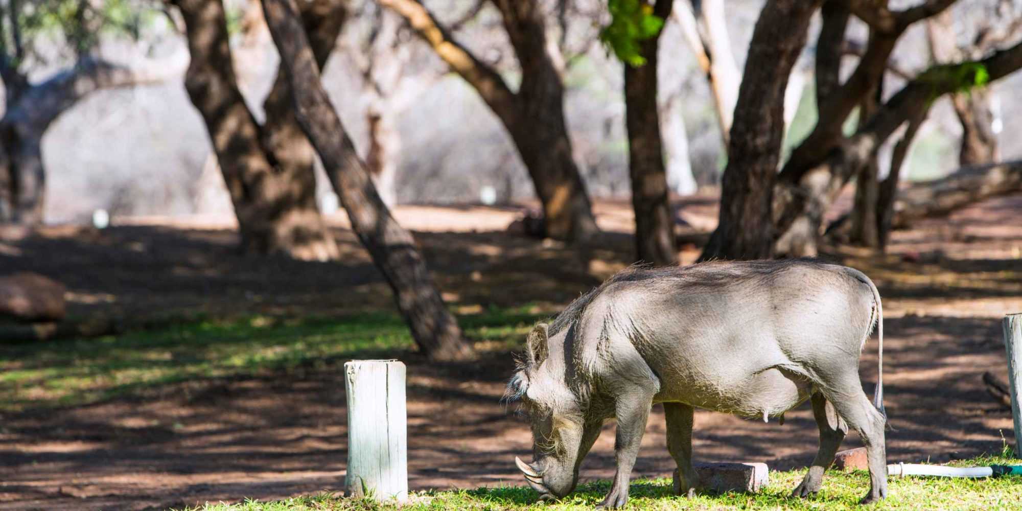 Waterberg Resort - Namibia Wildlife Resorts