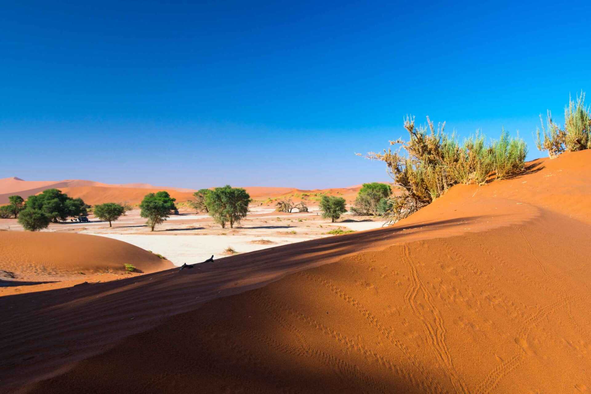 Board of Directors - Namibia Wildlife Resorts