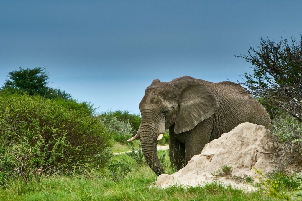 Namutoni Resort - Namibia Wildlife Resorts